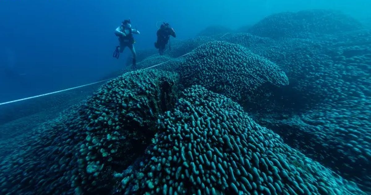 Record-breaking mega coral visible from space is possibly 300 years old ...
