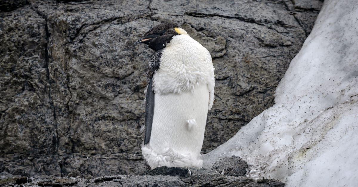 Emperor penguin found in Australia, thousands of miles from home ...