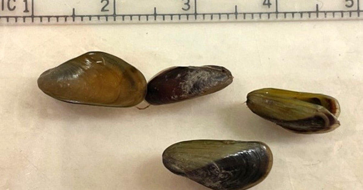Invasive species never seen before in North America found in California ...