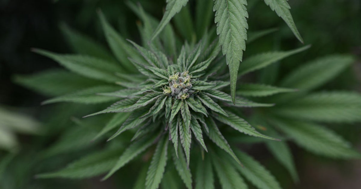 Election 2024 results: Marijuana measures fail in 3 states | FOX 9 ...