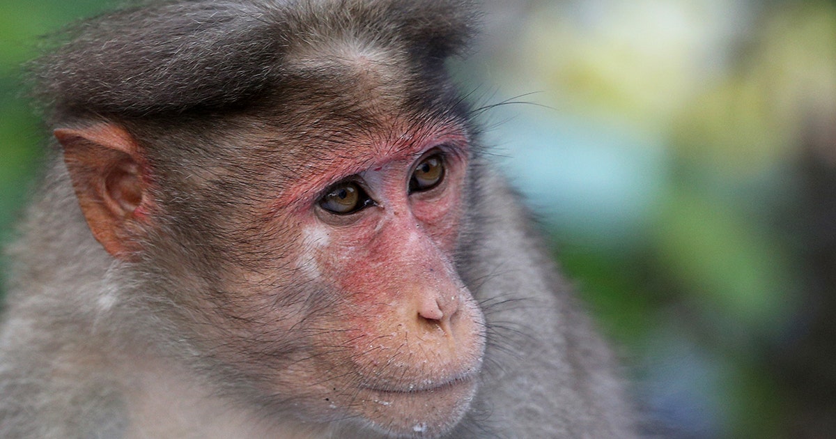 Escaped monkeys update: They're ‘having an adventure’ | FOX 4 Dallas ...