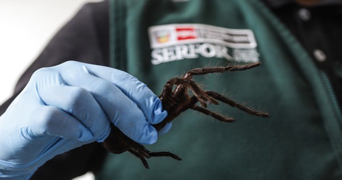 Man tries smuggling hundreds of tarantulas from Peru by strapping them ...
