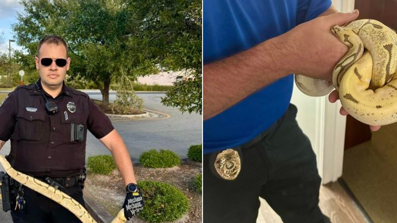 Police respond after owner accidentally takes python to Chili's | FOX 5 DC Police respond after owner accidentally takes python to Chili's | FOX 5 DC
