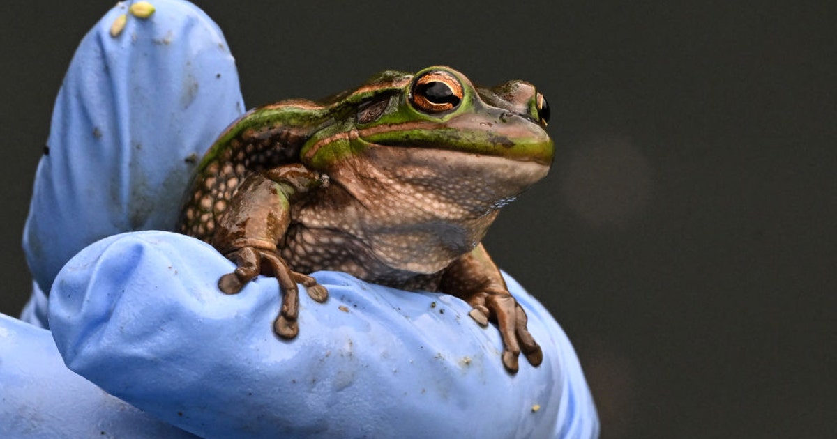 Actress dies after consuming amphibian's venom at spiritual cleansing ...