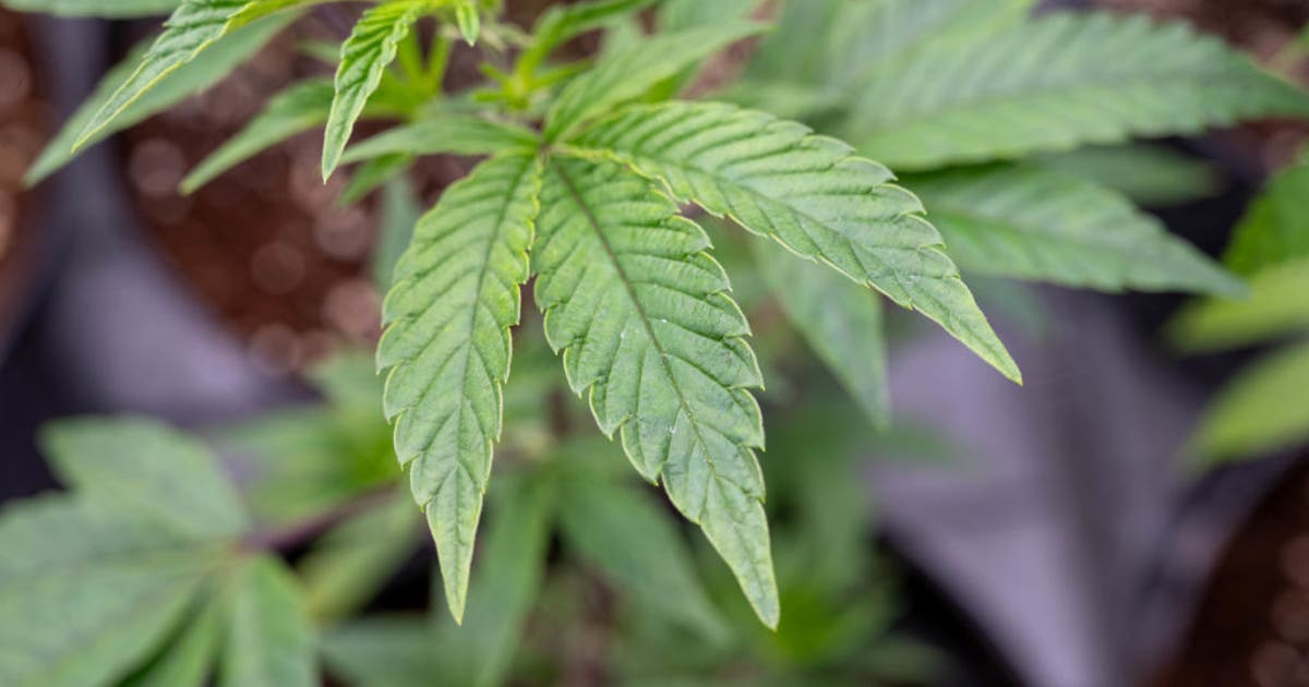 Heavy cannabis use linked to impaired working memory, new study finds ...