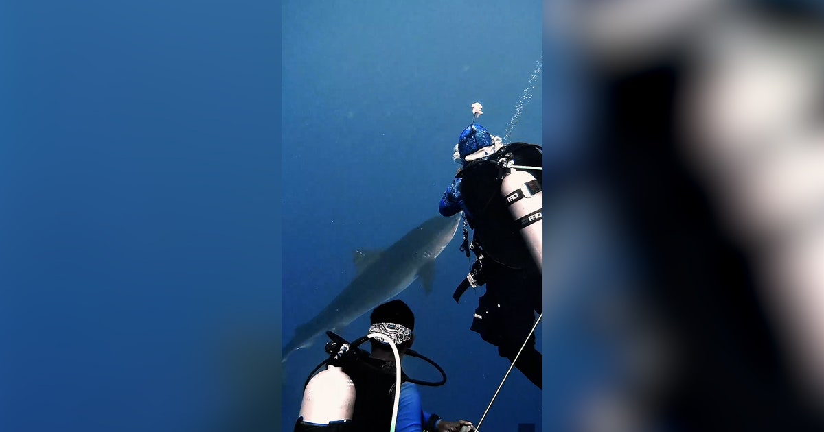 Watch: Sharks circle scuba divers in Maldives | FOX 35 Orlando