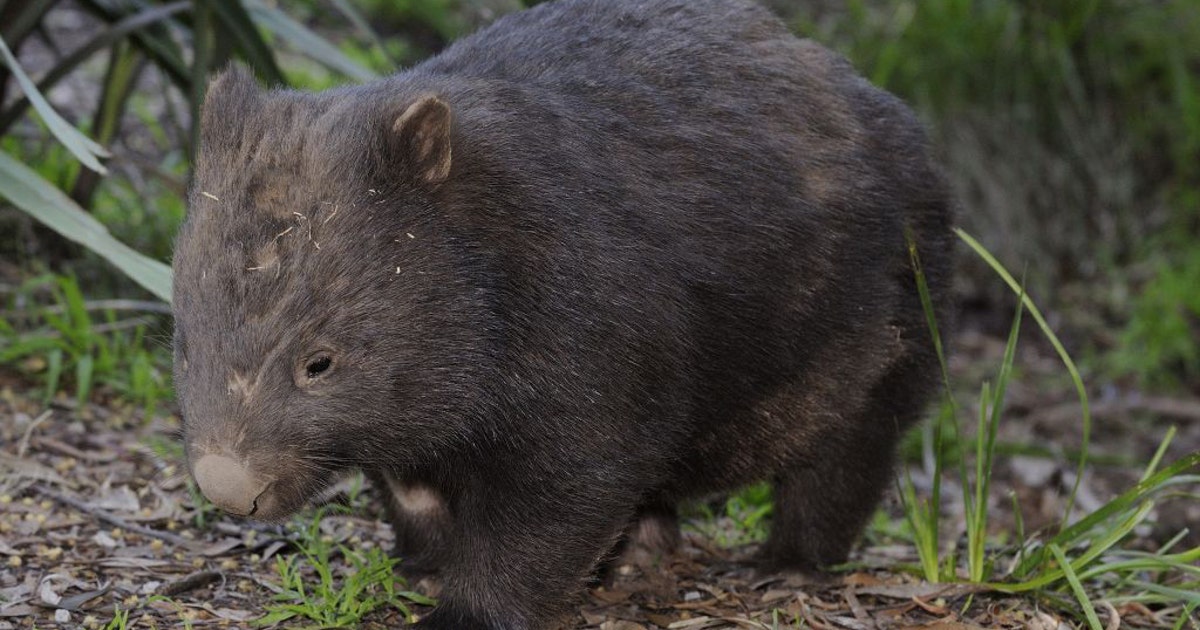 US tourist who took baby wombat in Australia could have visa canceled ...