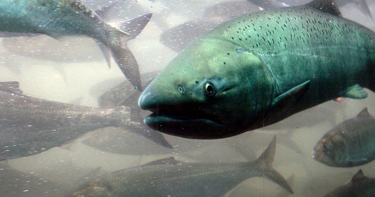 This 'fish doorbell' cam from the Netherlands is attracting millions ...