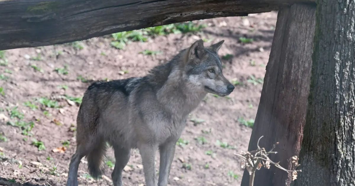 Federally protected gray wolf found dead in national park prompts ...