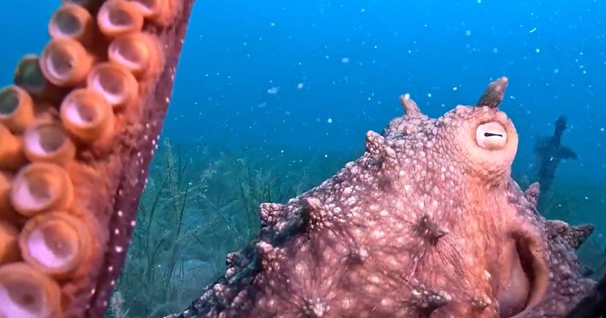 Watch: Diver captures sweet moment as octopus hugs camera | LiveNOW ...