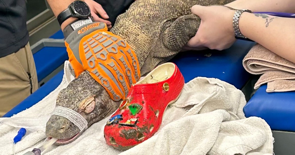Zoo's 'curious' Komodo dragon ingests shoe thrown into exhibit: 'Please ...