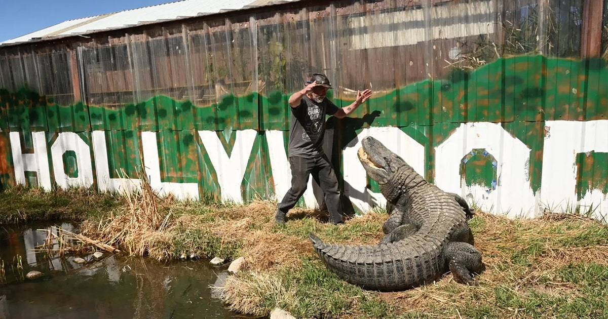 Alligator made famous in ‘Happy Gilmore’ dies at more than 80 years old ...