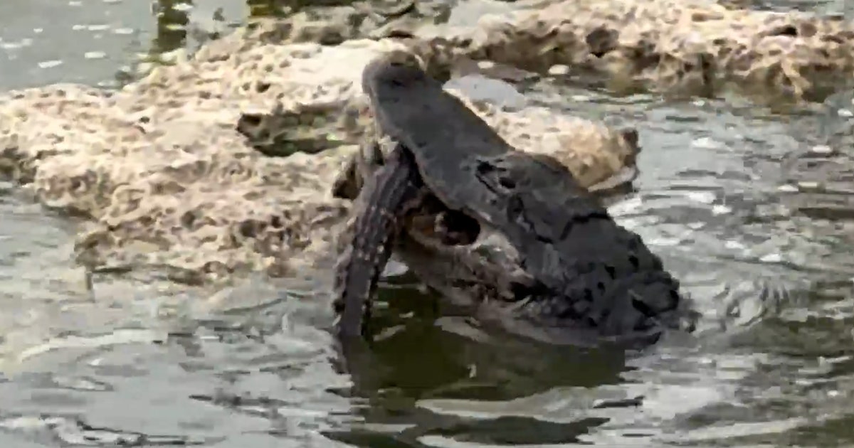 Video shows alligator eating baby gator in Florida's Everglades ...