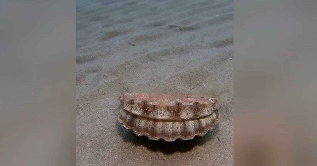 Watch: Australian diver shares surprise encounter with a swimming ...