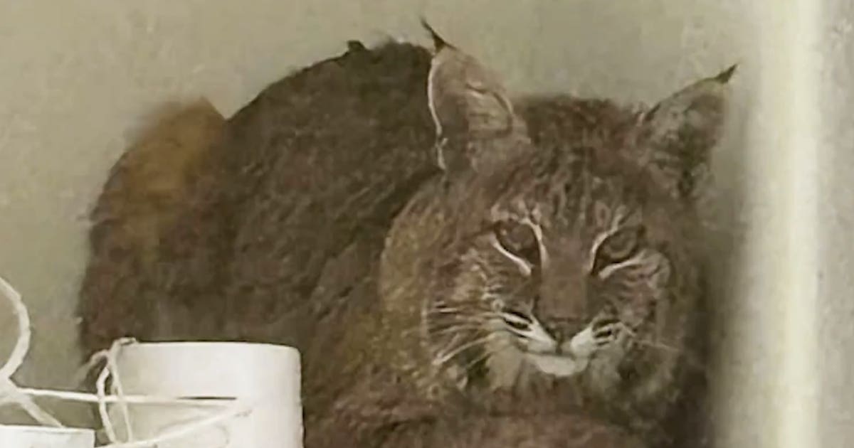 Deputies try laser pointer on bobcat in Colorado home: ‘Cats are all ...