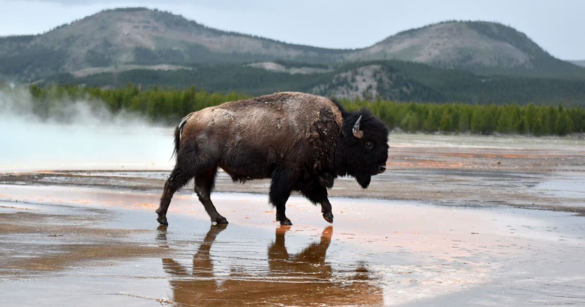 Bison boils to death in Yellowstone hot spring | FOX 9 Minneapolis-St. Paul