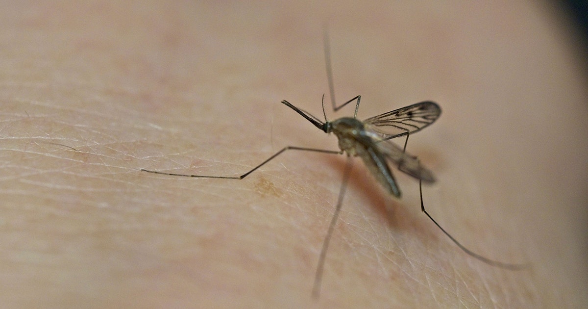 Here's what makes you a prime target for mosquitoes | FOX 13 Seattle