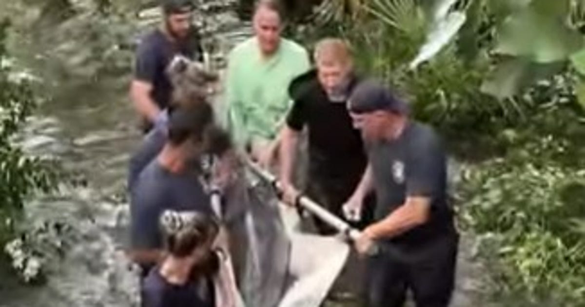 Watch: Stranded dolphin rescued from South Carolina lagoon after heavy ...