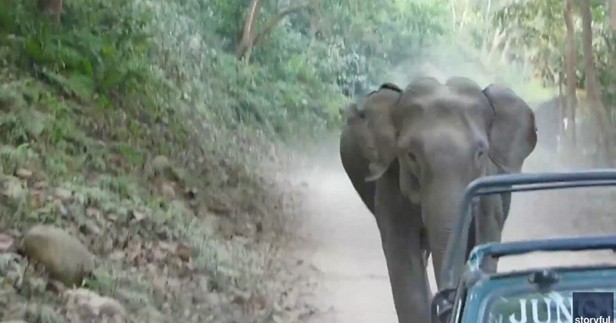 Watch: Angry elephant chases tour group during jungle safari | LiveNOW ...