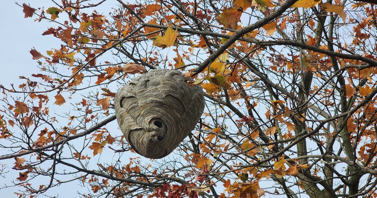 Radioactive wasp nest found at former nuclear weapons site | FOX 13 Seattle
