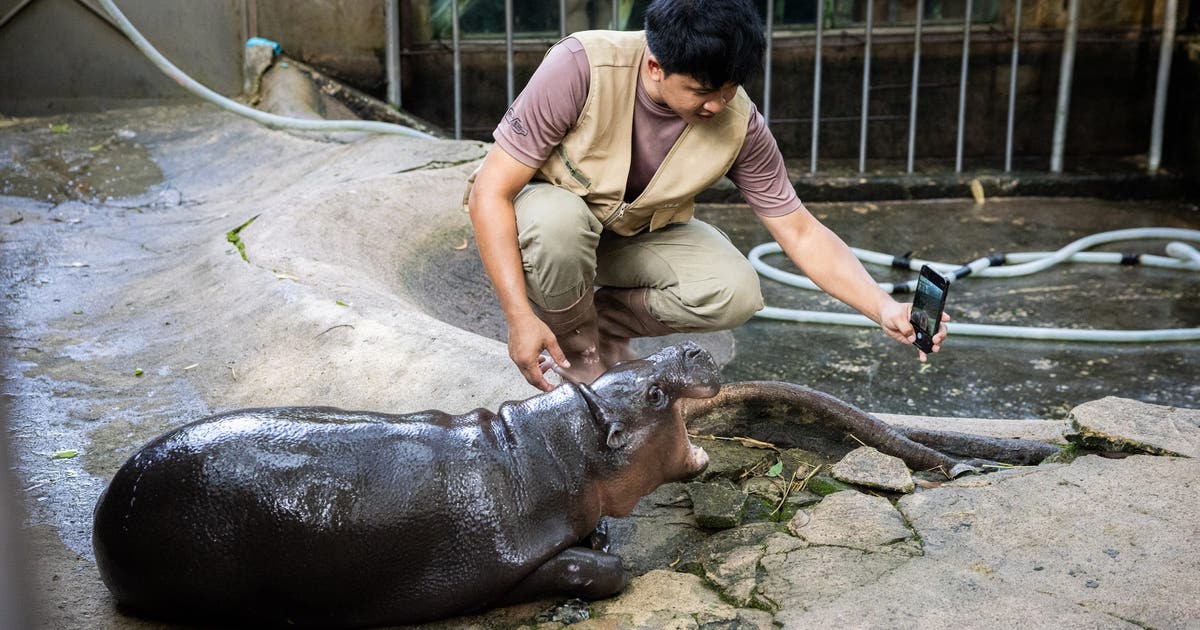 Happy birthday, Moo Deng: The world's favorite pygmy hippo turns 1 ...