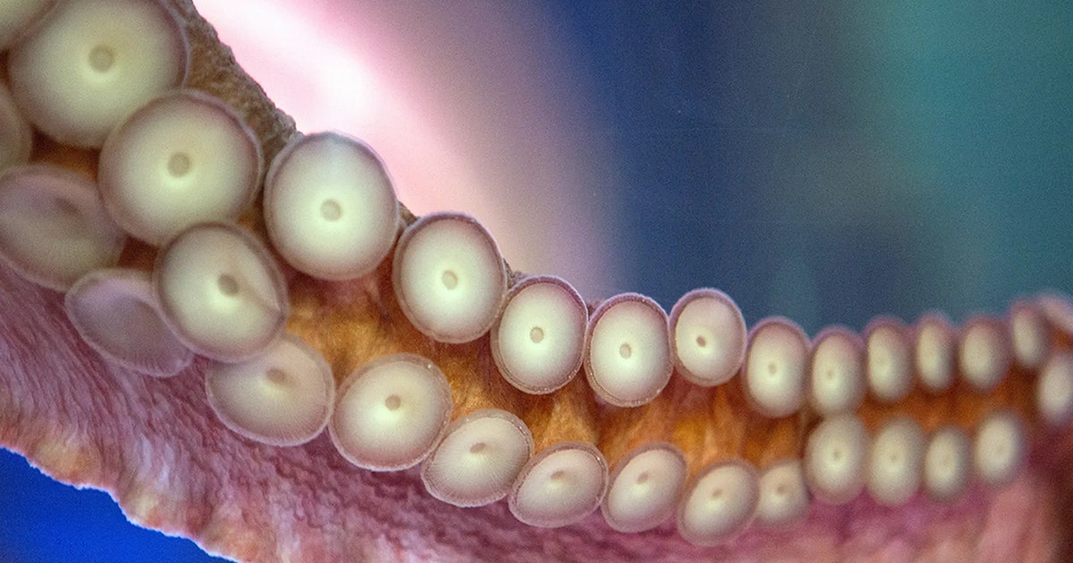 Octopus latches onto 6-year-old boy, refusing to release, mother says ...