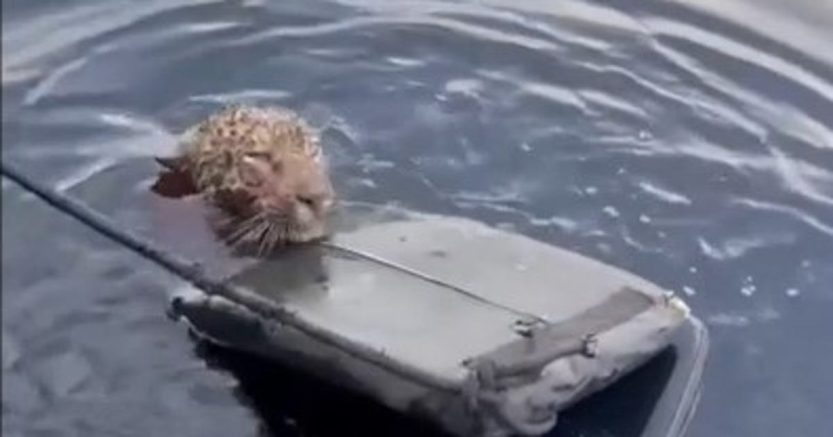 Watch: Rescuers save wounded jaguar struggling to cross Brazil’s Rio ...