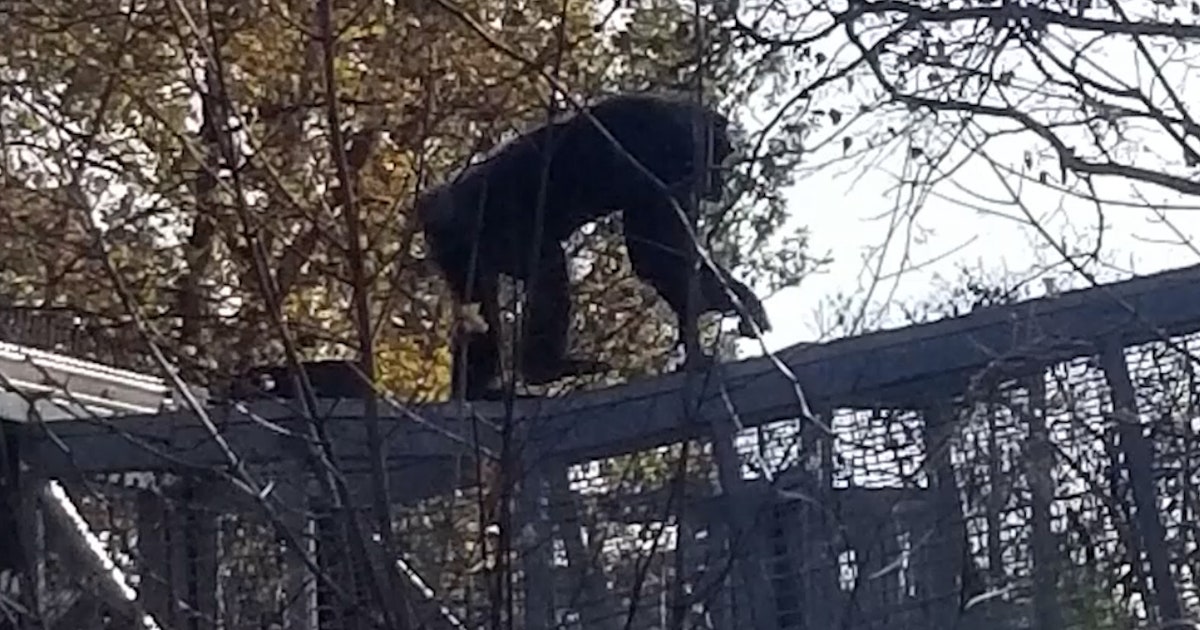 Photos: Great ape escape forces lockdown at Indiana zoo | FOX 4 Dallas ...
