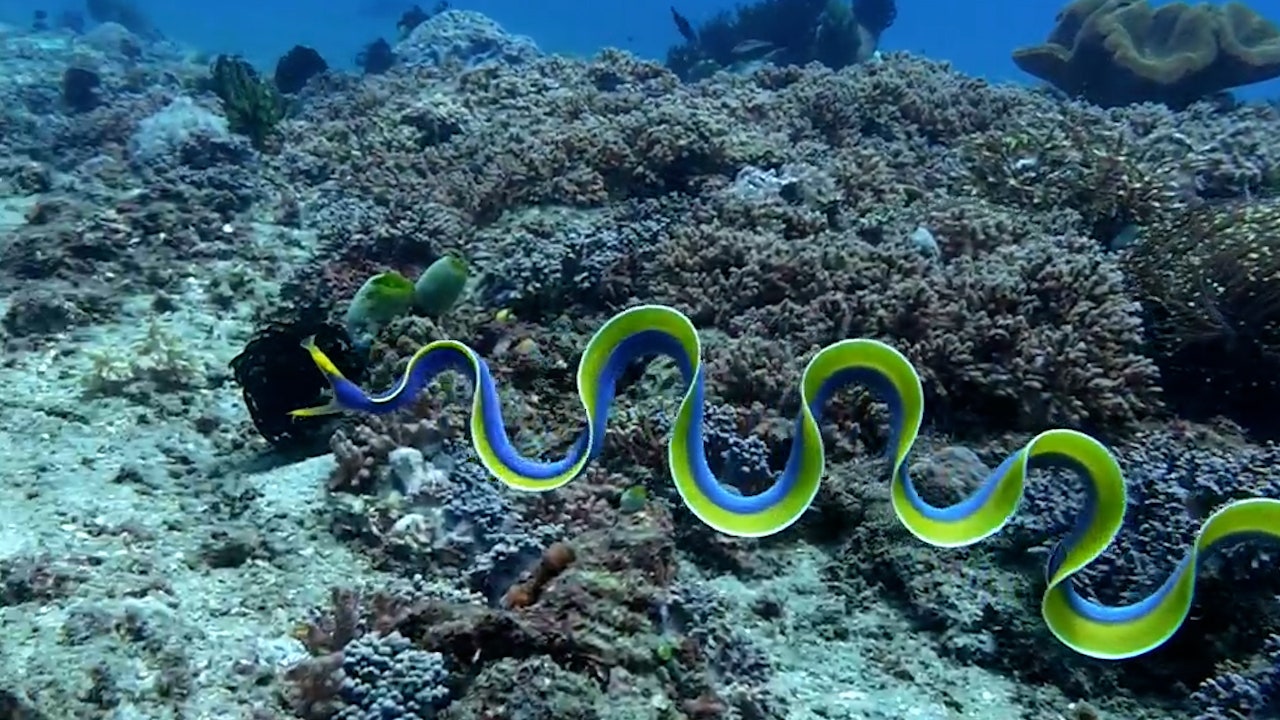 ribbon eel