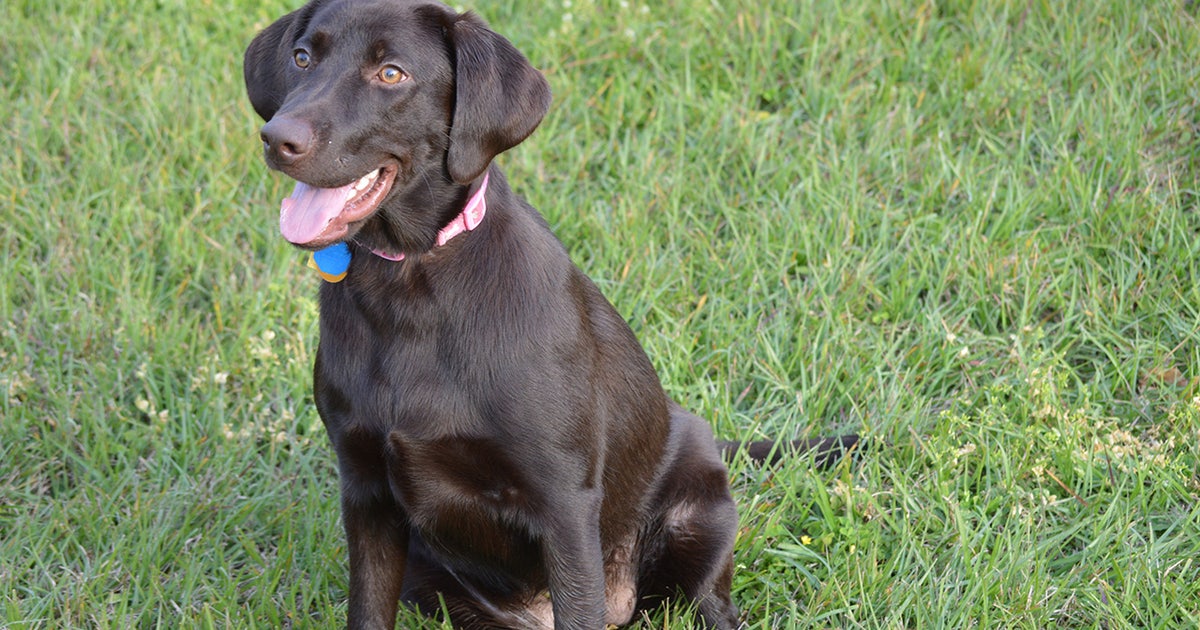 FDA approves drug to treat dogs with idiopathic epilepsy | FOX 10 Phoenix