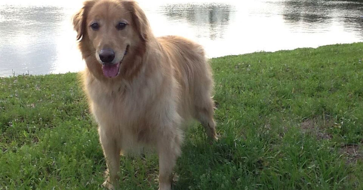 FDA approves drug to treat dogs with lymphoma cancer | LiveNOW from FOX