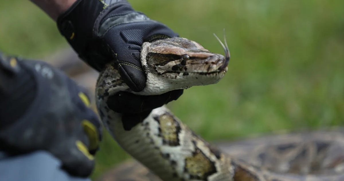 Woman wakes up with 8-foot python coiled on her chest while sleeping ...