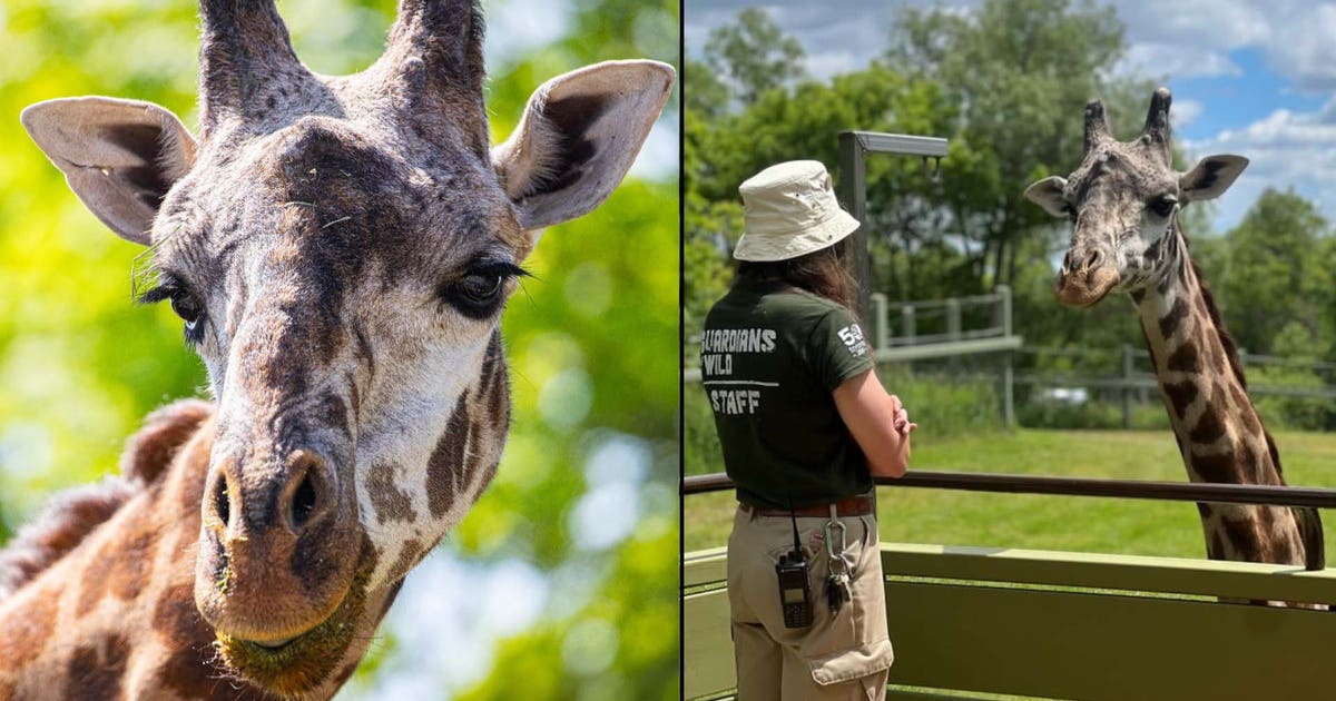 Giraffe dies at Toronto zoo in 'sudden and tragic' accident | FOX 5 DC