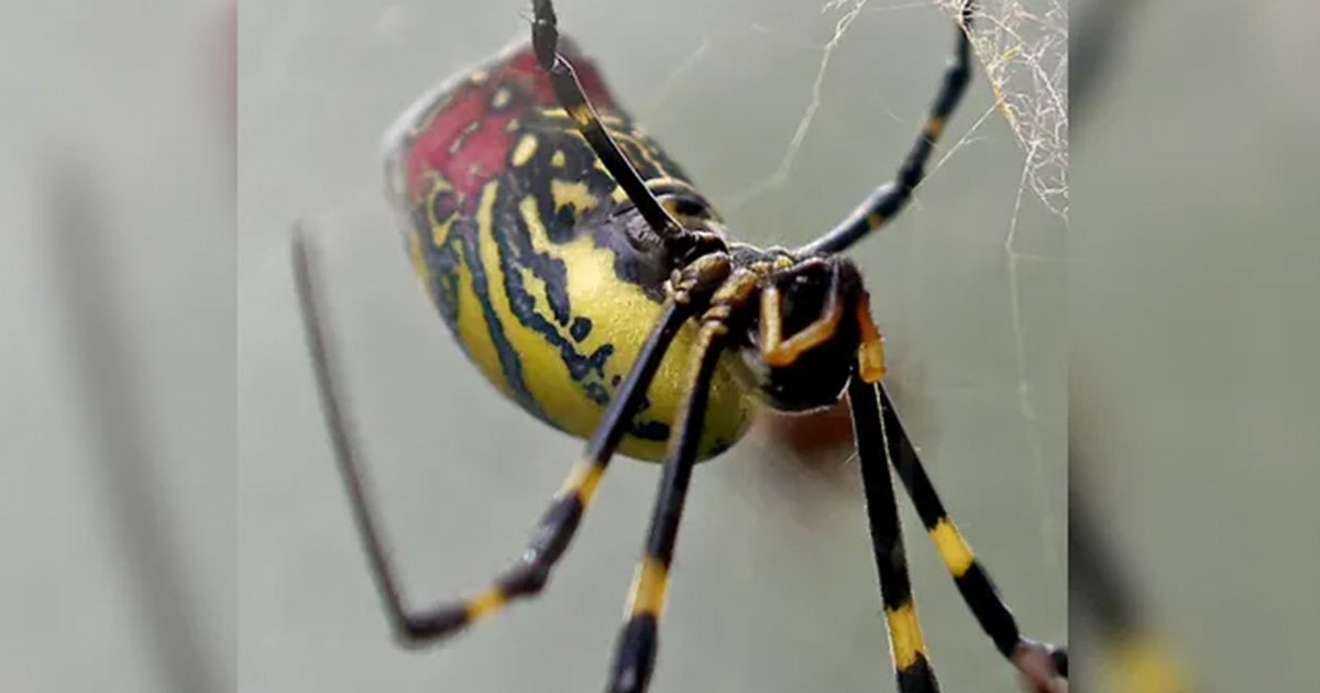 Spiders the size of a human hand are spreading throughout the US | FOX6 ...