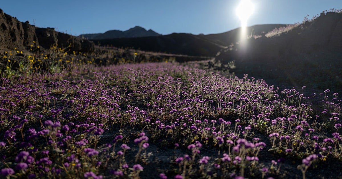 See the pictures: Death Valley having its best superbloom in a decade ...