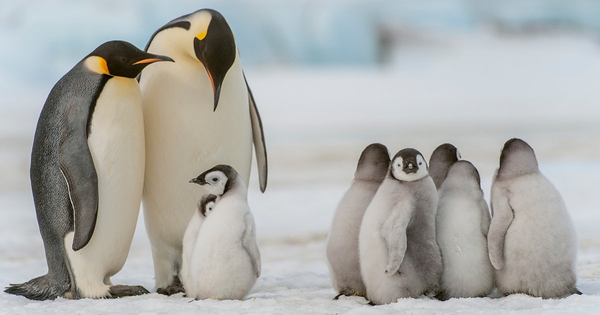 IUCN Red List: Emperor penguins and Antarctic fur seals added to ...