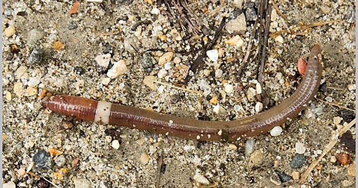 Invasive jumping worms are spreading in the US, and they can't be ...