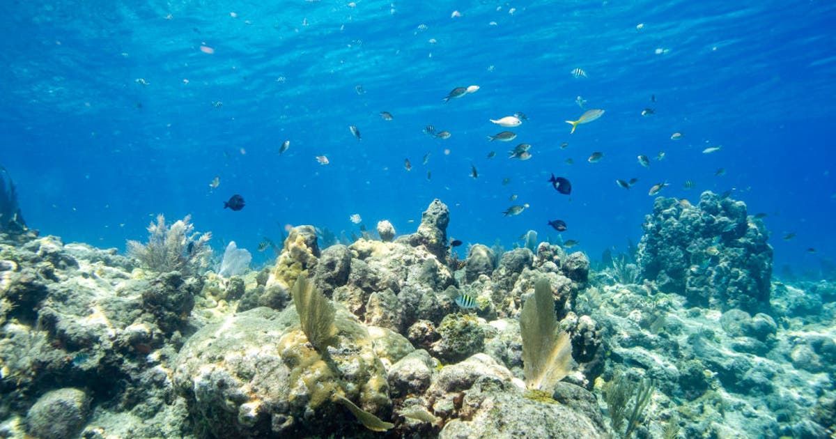 Woman dies after snorkeling trip off Key West | LiveNOW from FOX