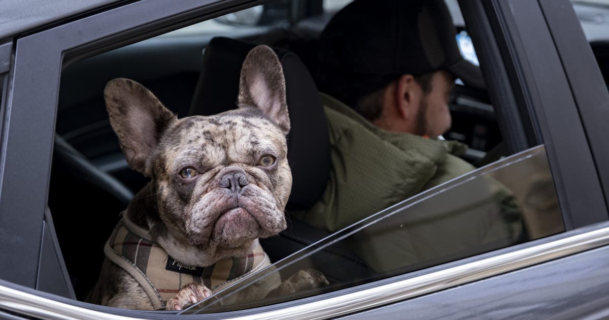 Here's how much it costs to own a dog or cat in 2026 | FOX 5 Atlanta