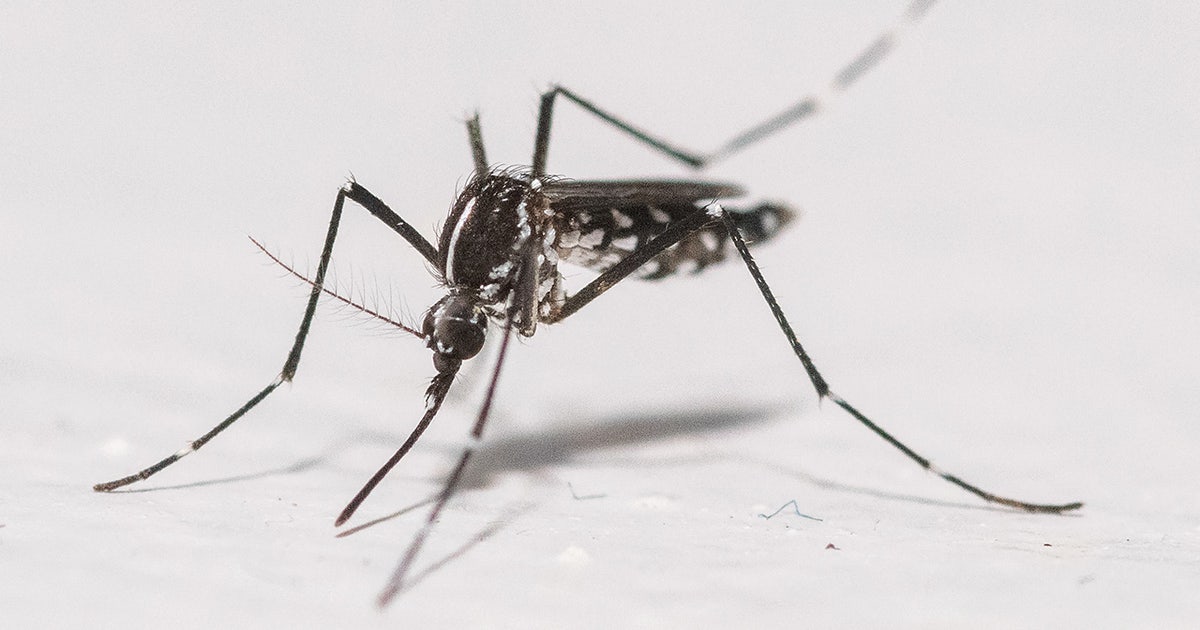 Google aims to release 64 million “good" mosquitoes in California and ...