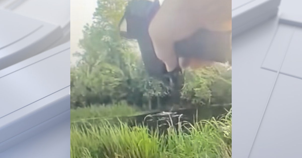 Alligator attacks suspect who tried escaping through its swamp | FOX 9 ...
