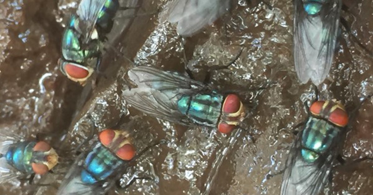 USDA warns of flesh-eating screwworm found just 25 miles from US border ...