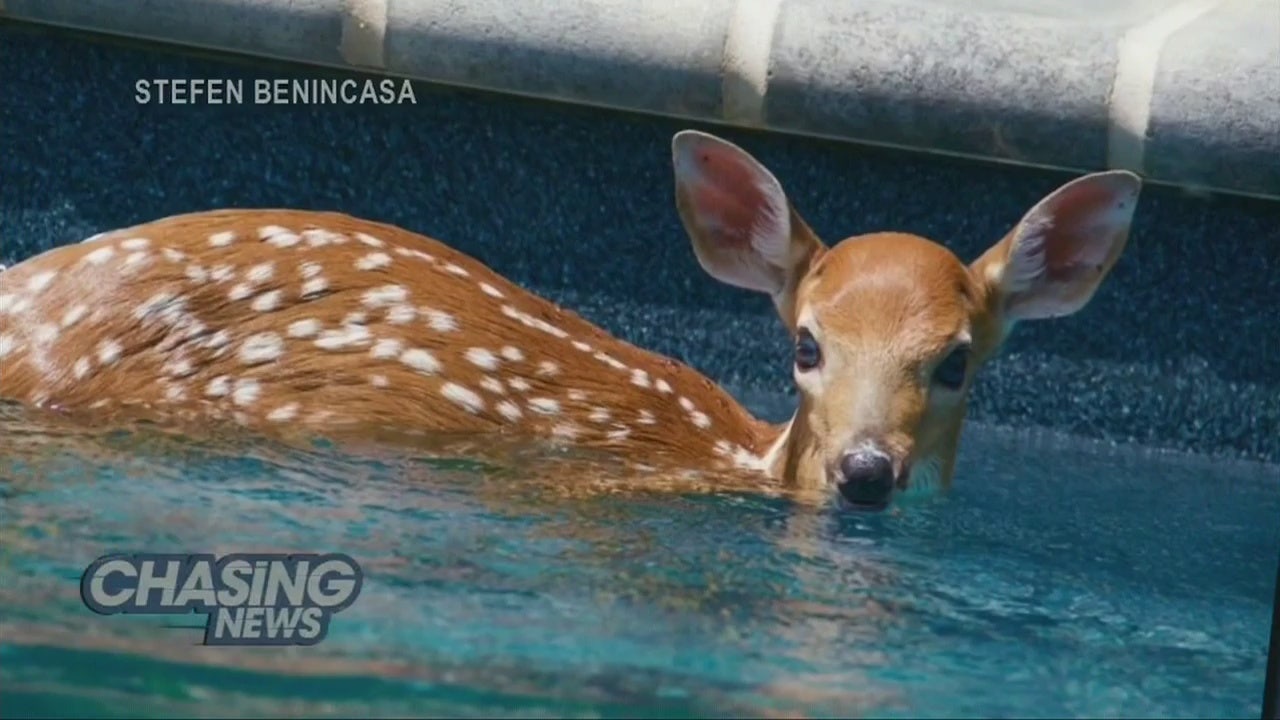 Baby deer takes some dips in family's pool | MY9 New Jersey