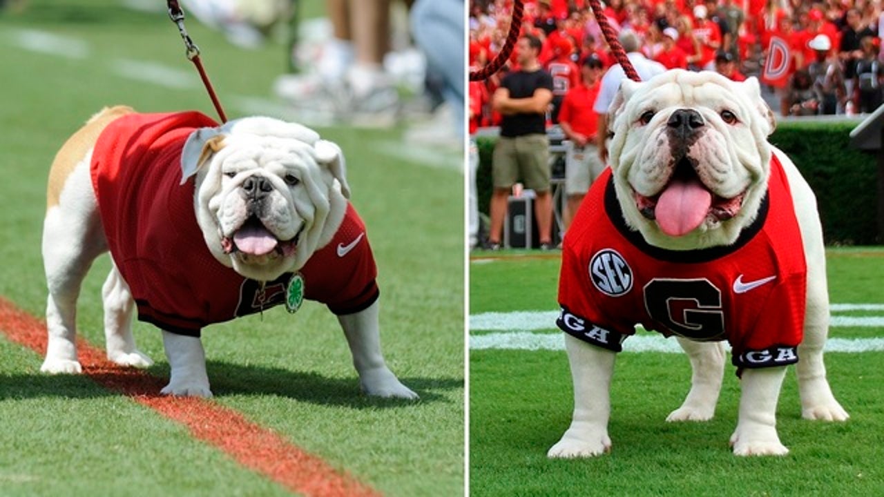 Long live Uga! Georgia Bulldogs Get New Mascot | MY9 New Jersey