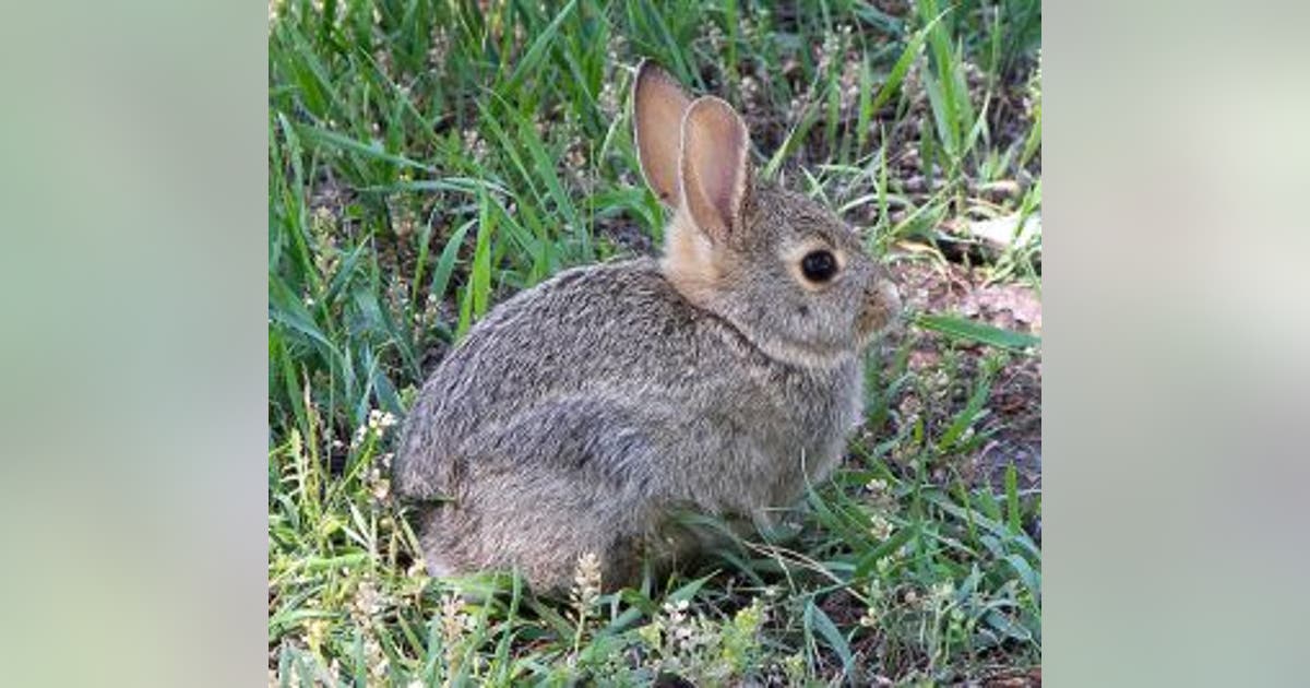 WA rabbits targeted with darts, $5K reward offered | FOX 13 Seattle