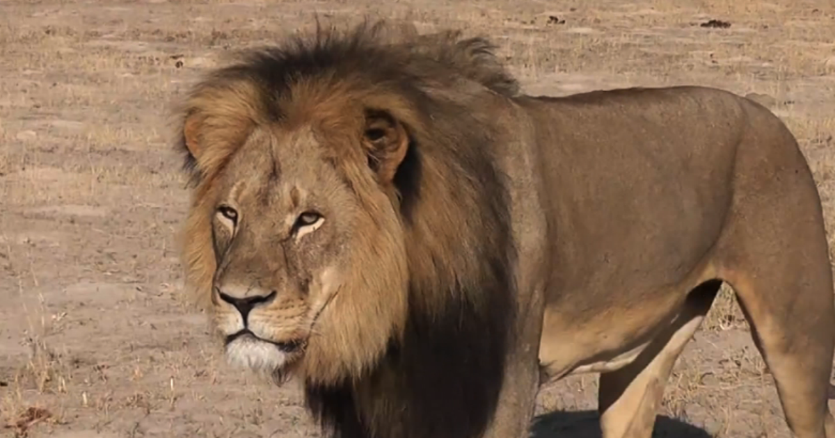 Vandals attack vacation home of dentist who killed Cecil | FOX 13 Seattle
