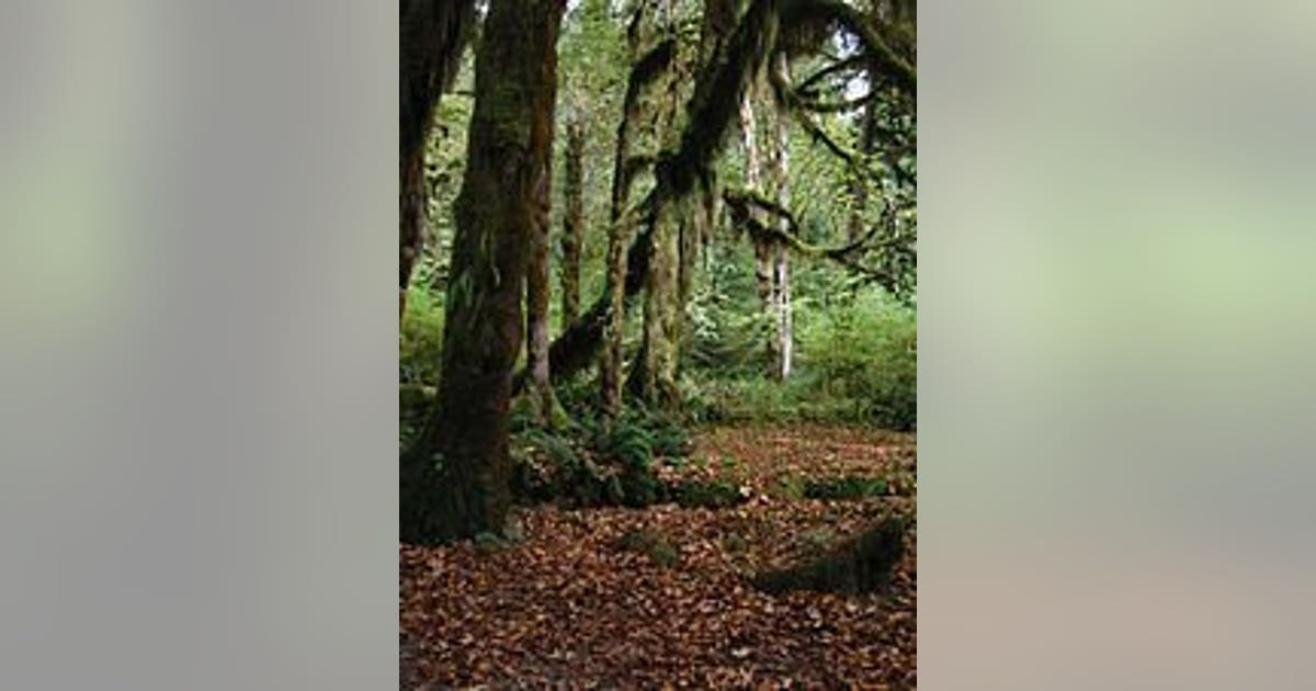Washington project ensures forest stores carbon for decades | FOX 13 ...