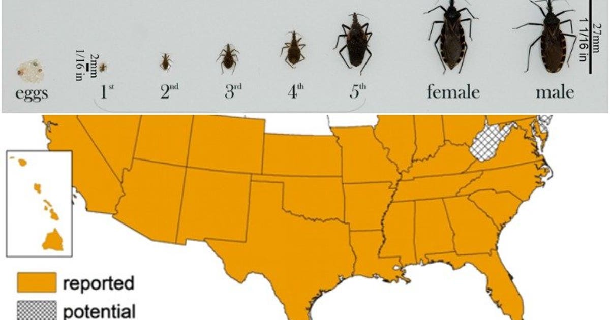 Deadly 'kissing bug' spreads to more than half of U.S. | FOX 13 Seattle