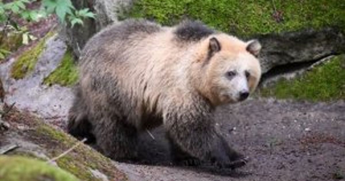 Point Defiance Zoo animals keeping cool during heat wave | FOX 13 Seattle