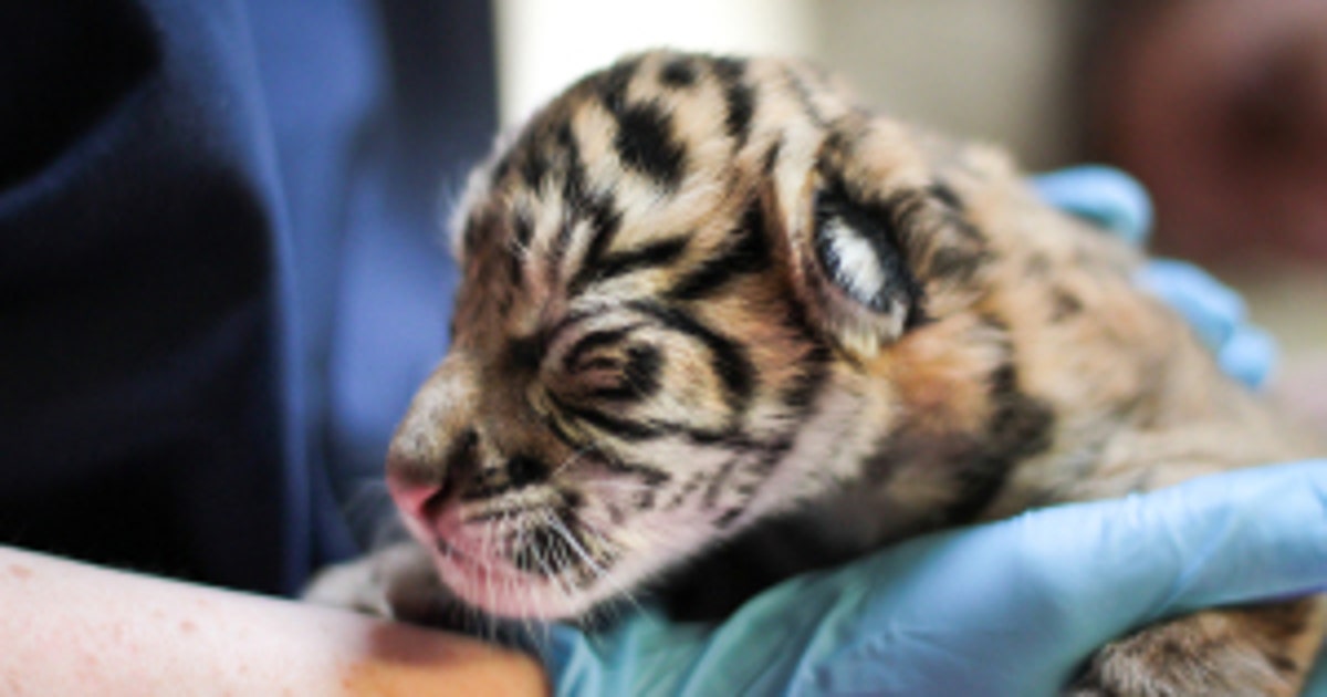 Zoo has to bottle-feed newborn Sumatran tiger cub after its mom balks ...